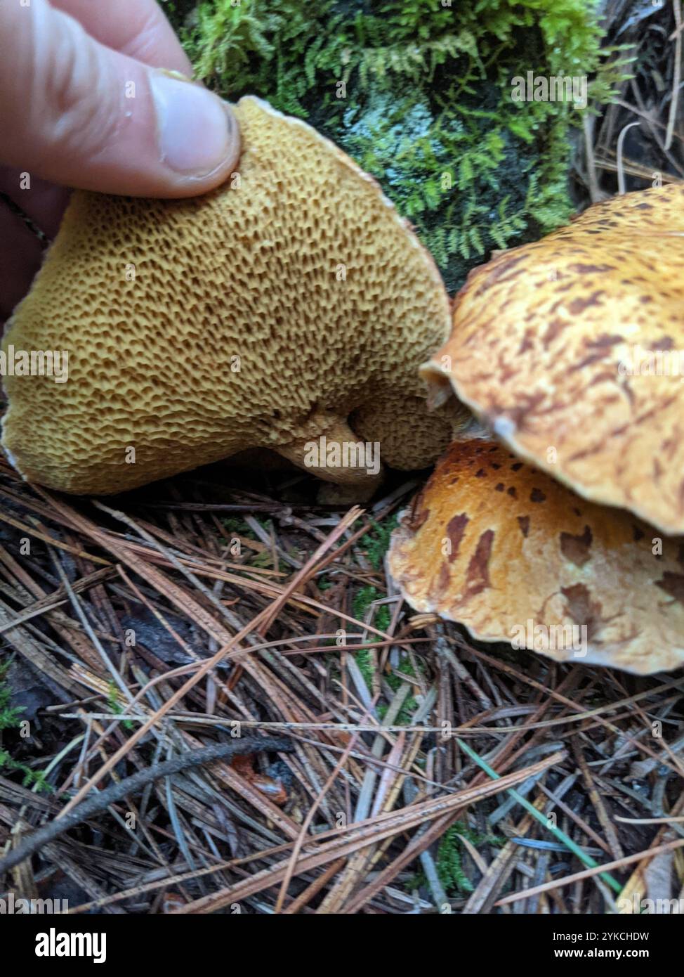 Western Painted Suillus (Suillus lakei Stock Photo - Alamy