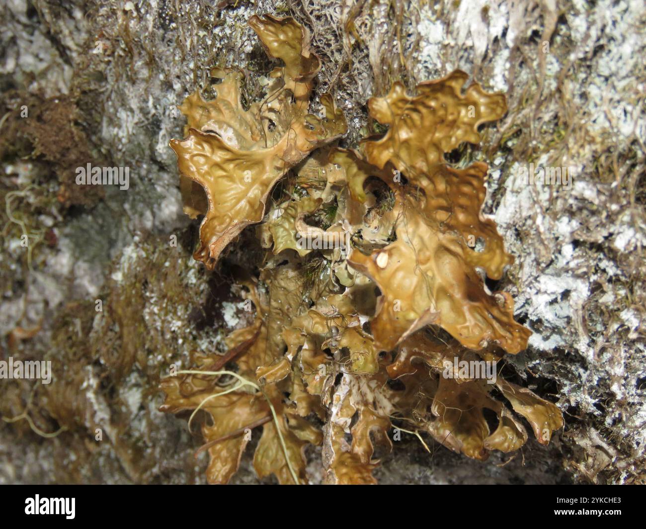 Tree Lungwort (Lobaria pulmonaria Stock Photo - Alamy