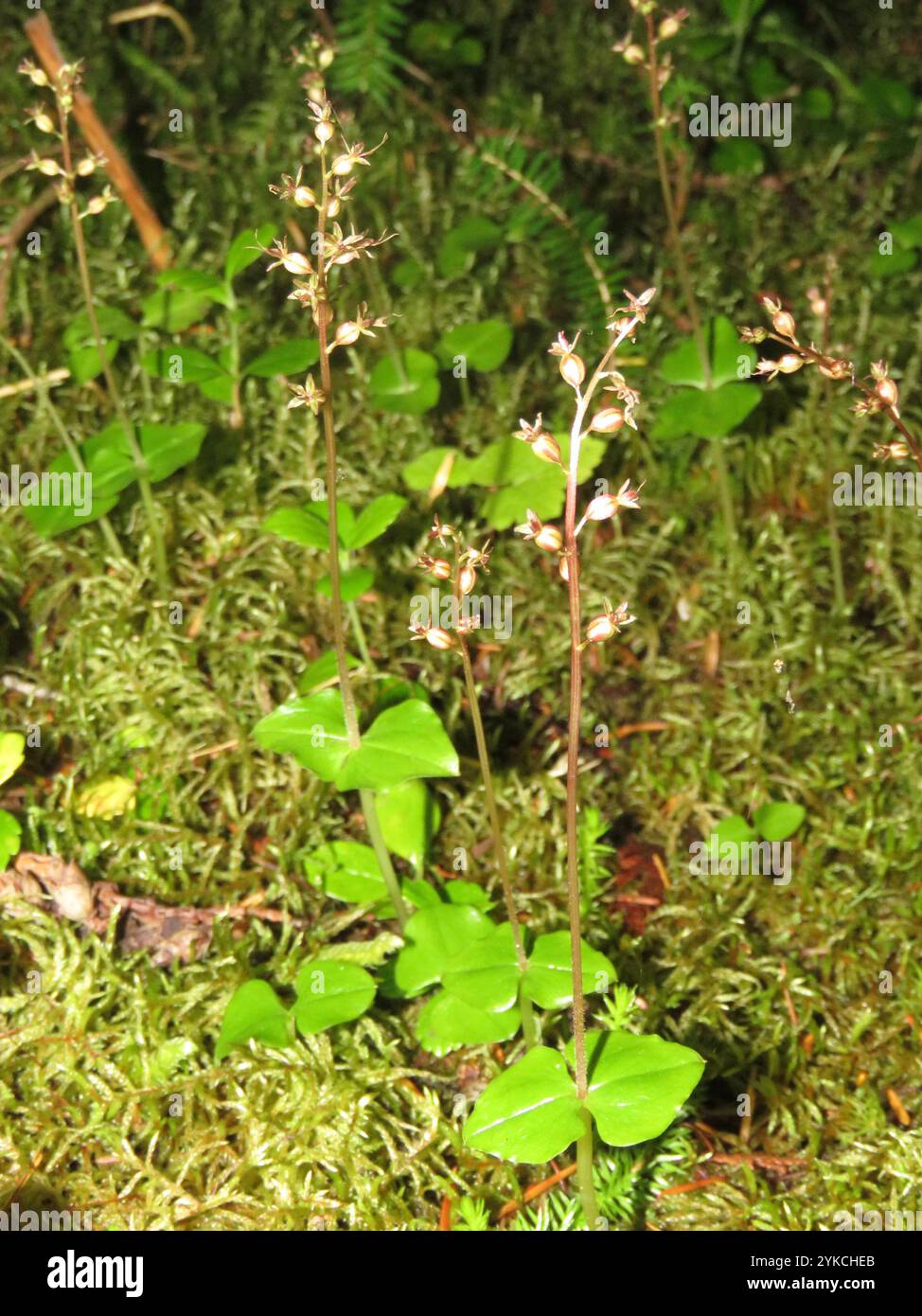 Heartleaf Twayblade (Neottia cordata Stock Photo - Alamy