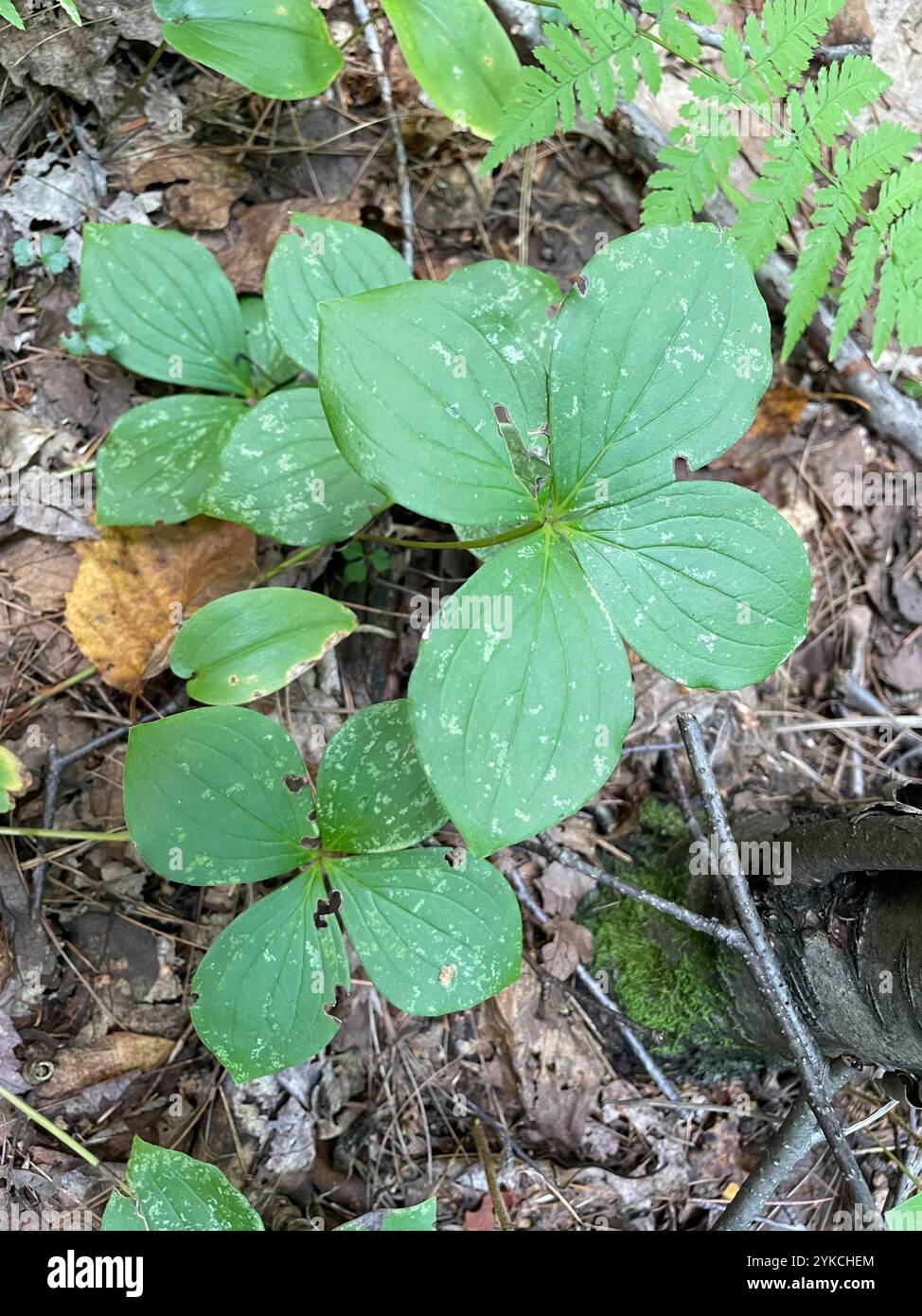 Canadian bunchberry (Cornus canadensis Stock Photo - Alamy