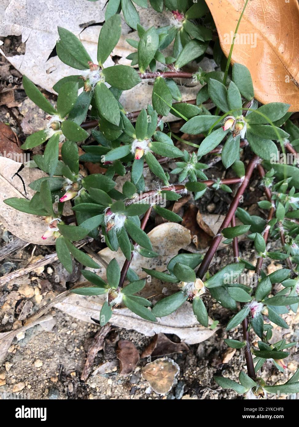 Paraguayan Purslane (Portulaca amilis Stock Photo - Alamy