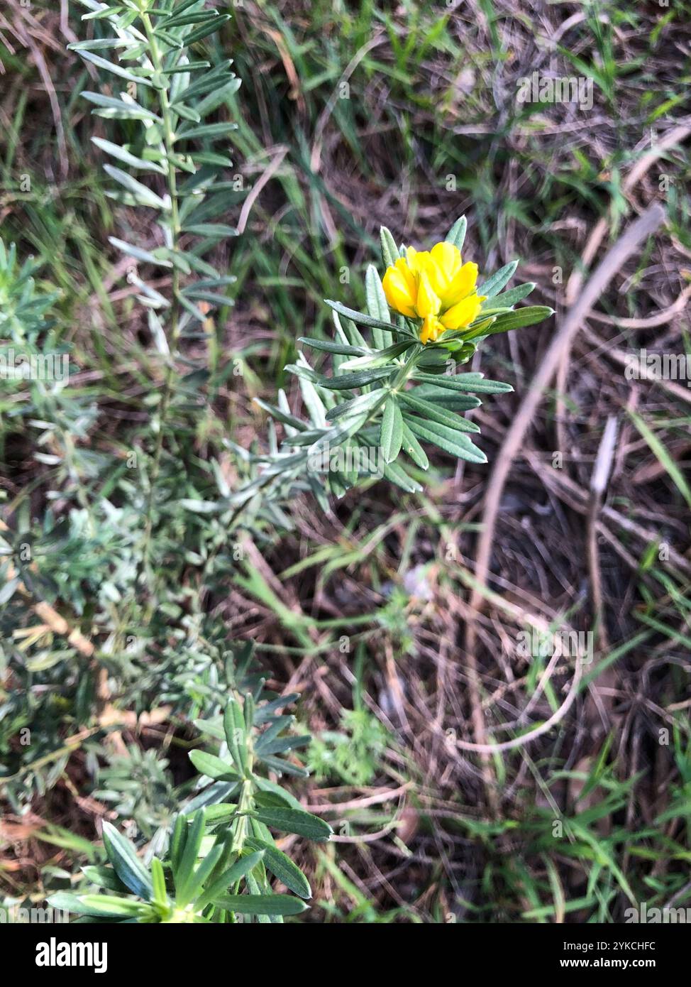 needle-leaved broom (Genista linifolia Stock Photo - Alamy