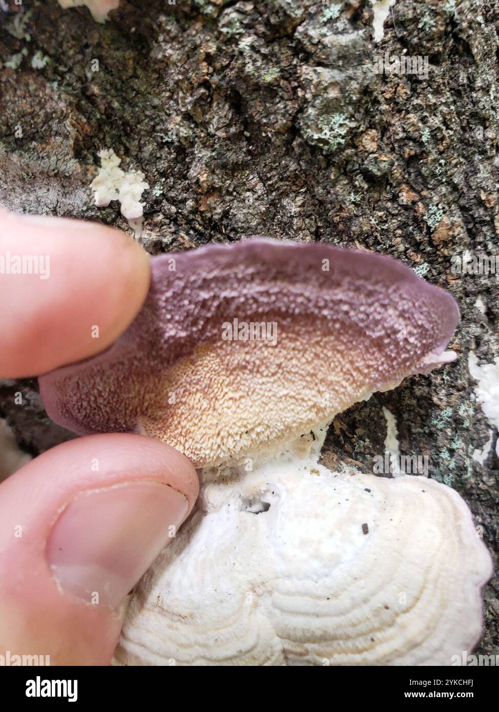 violet-toothed polypore (Trichaptum biforme Stock Photo - Alamy