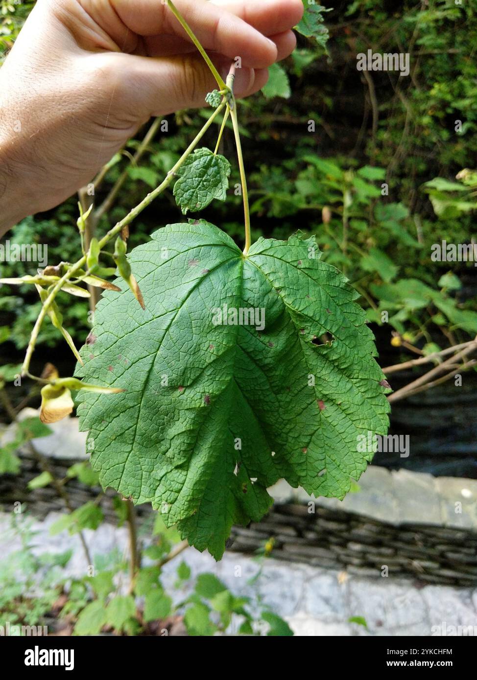 Mountain Maple (Acer spicatum Stock Photo - Alamy