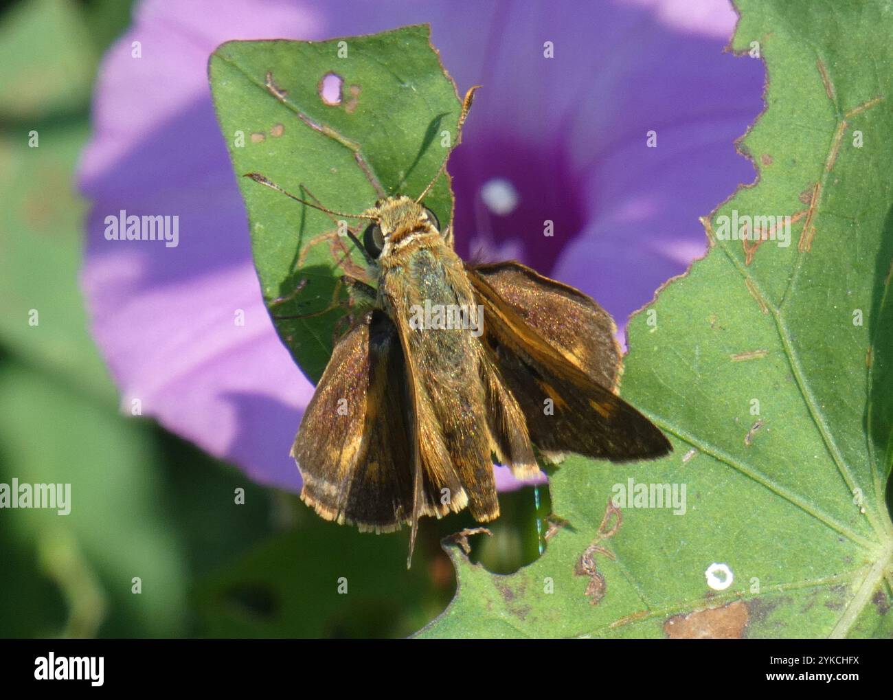Crossline Skipper (Polites origenes Stock Photo - Alamy