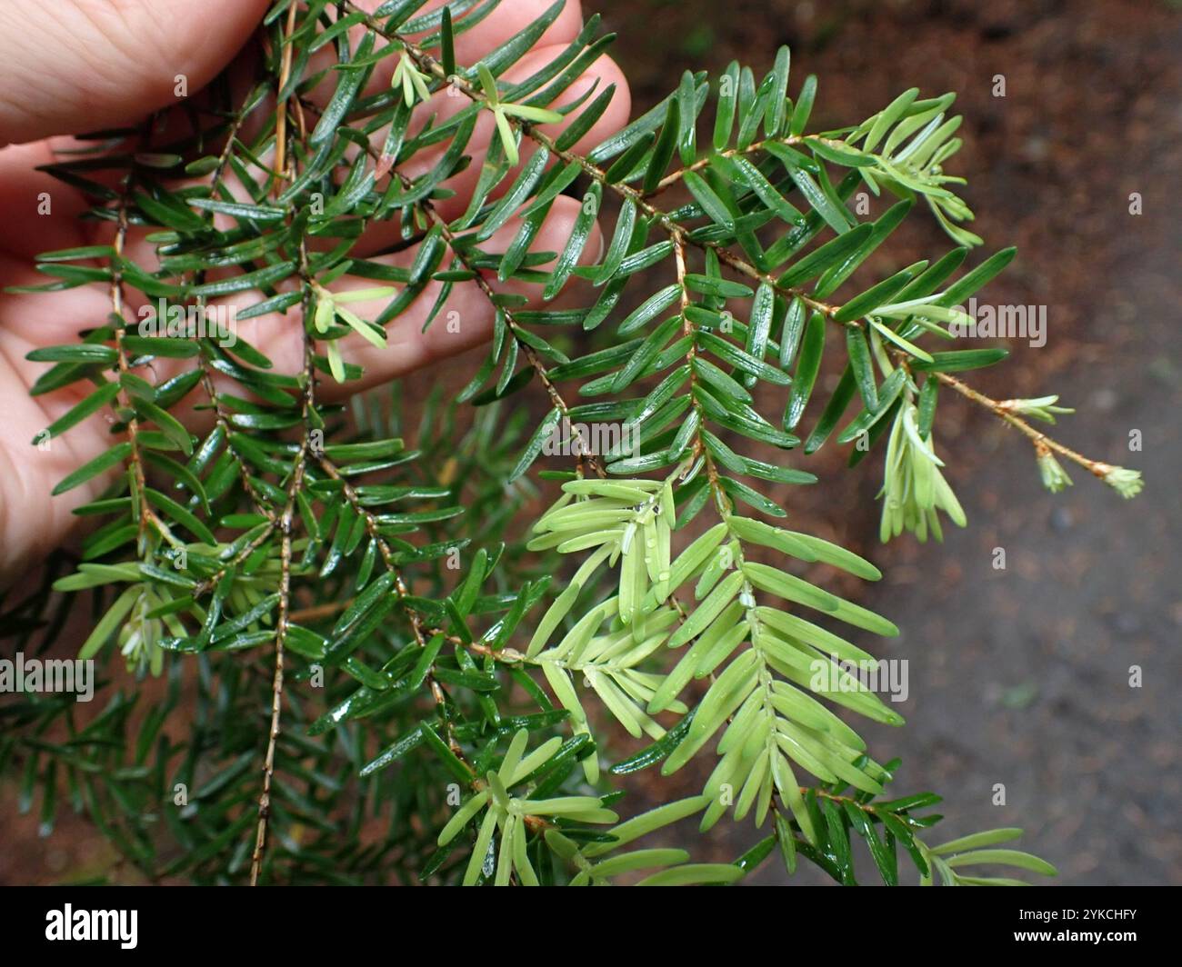 western hemlock (Tsuga heterophylla Stock Photo - Alamy
