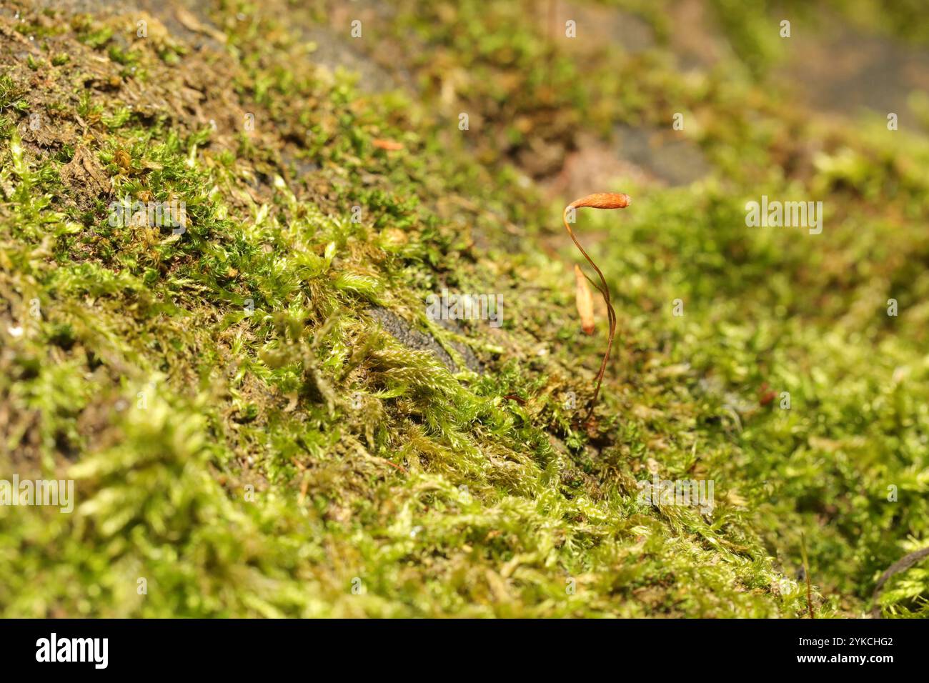 Capillary Thread-moss (Ptychostomum capillare Stock Photo - Alamy