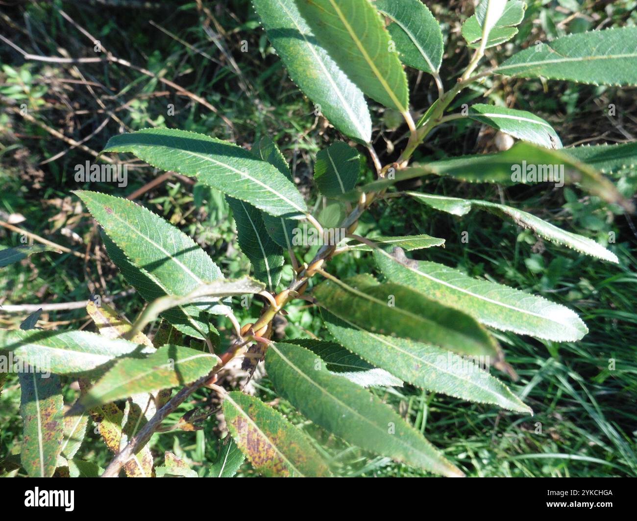 Almond Willow (Salix triandra Stock Photo - Alamy