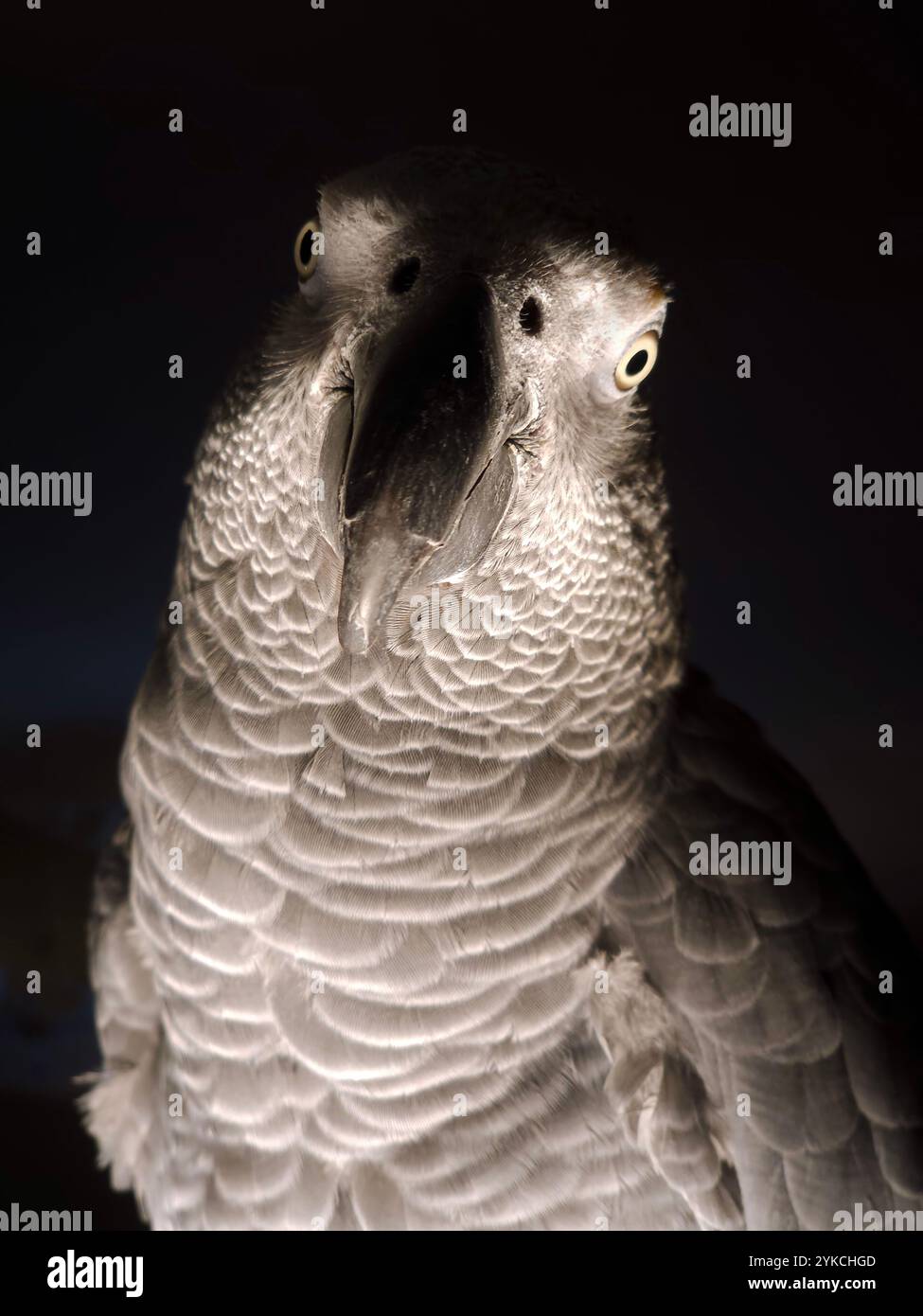 Parrot room hi-res stock photography and images - Alamy