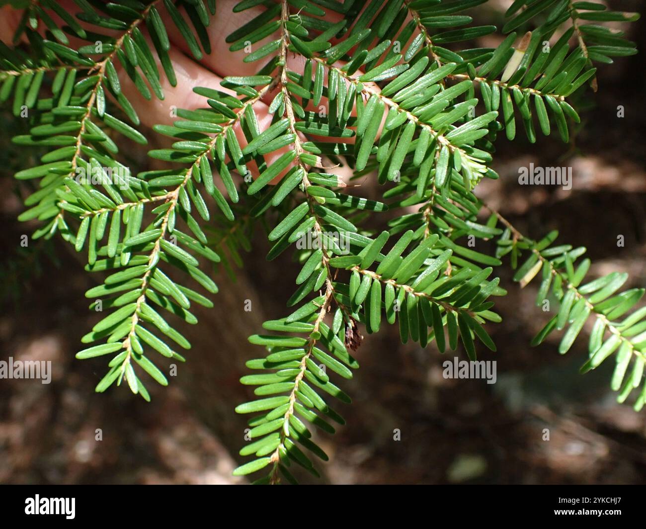 western hemlock (Tsuga heterophylla Stock Photo - Alamy