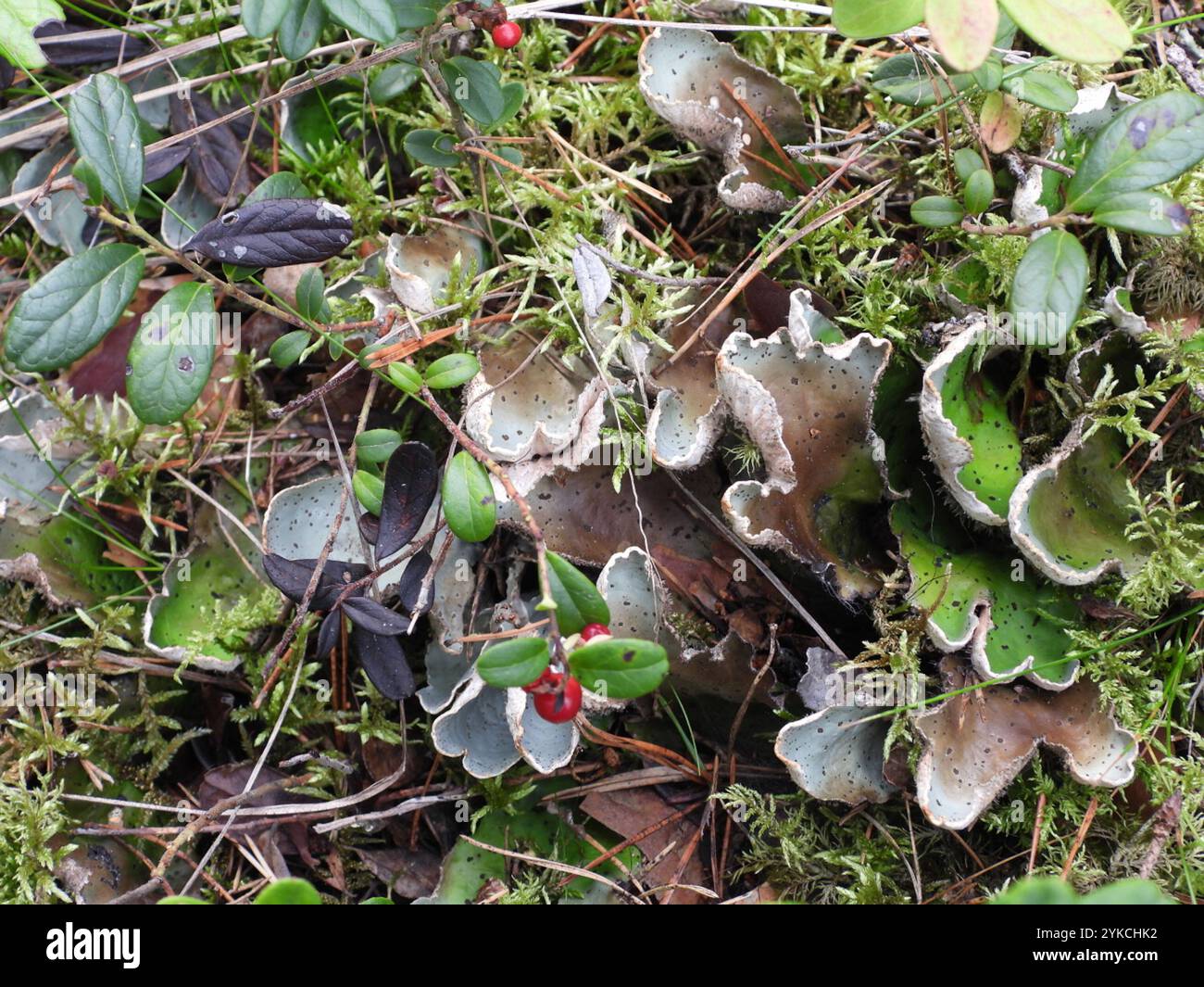 ruffled freckled pelt lichen (Peltigera leucophlebia Stock Photo - Alamy
