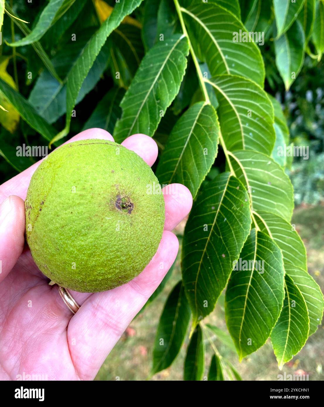 eastern black walnut (Juglans nigra Stock Photo - Alamy