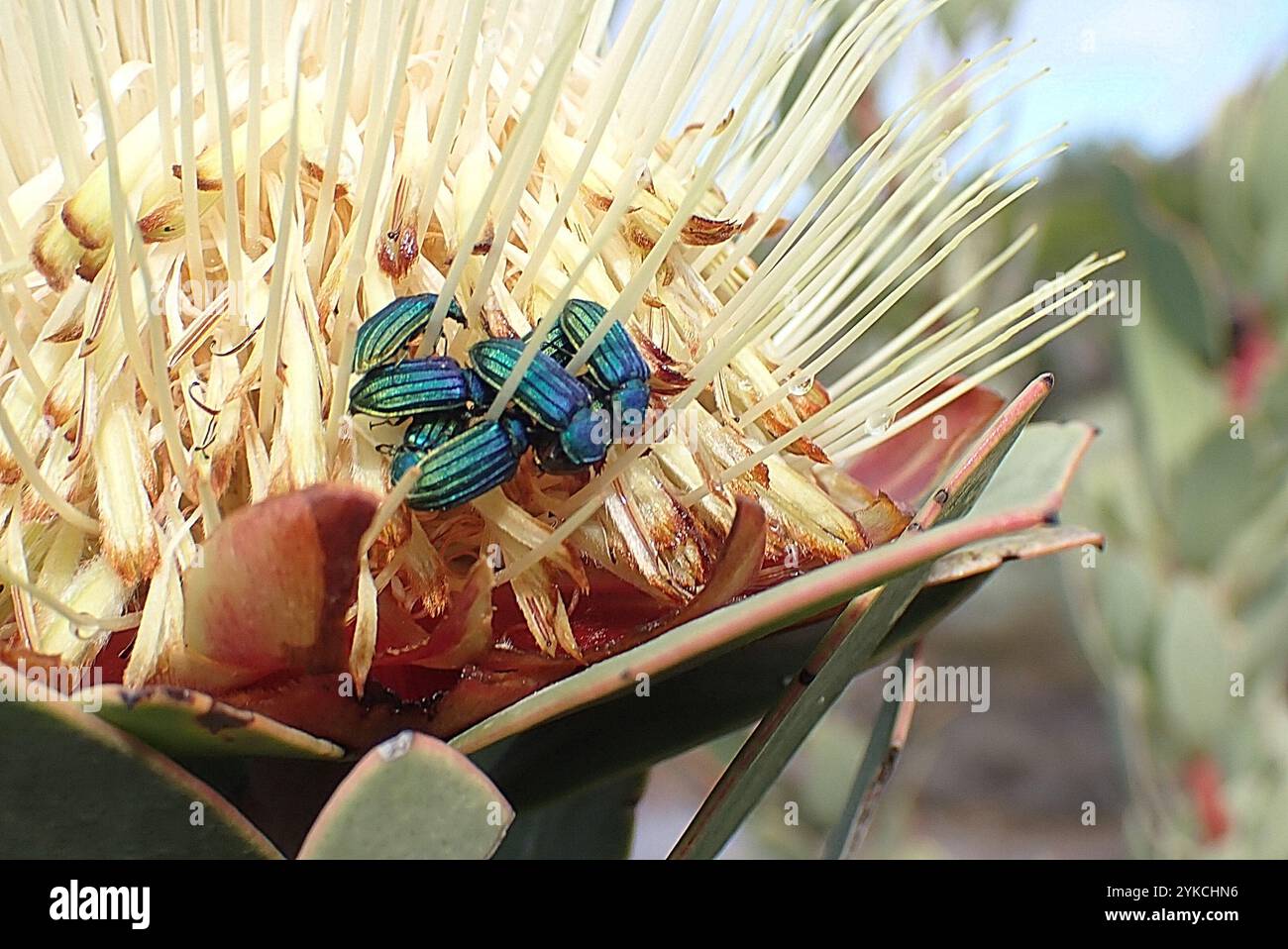 Groovewing Flower Beetles (Melyris Stock Photo - Alamy