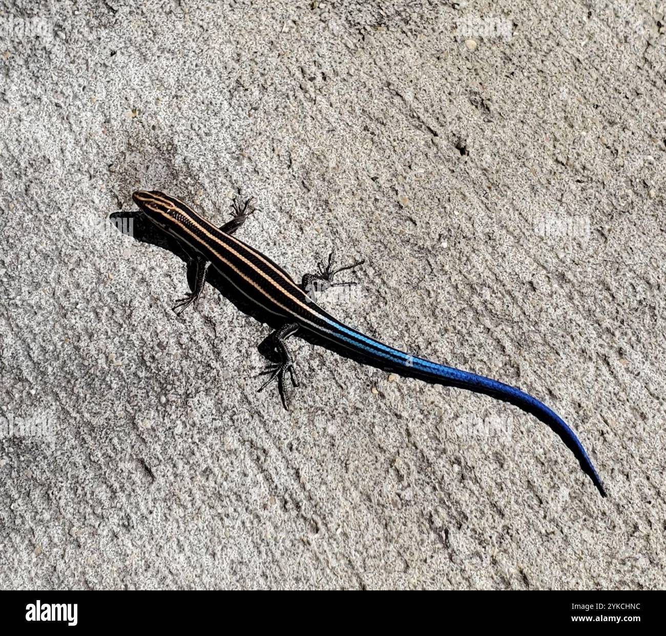 Common Five-lined Skink (Plestiodon fasciatus Stock Photo - Alamy