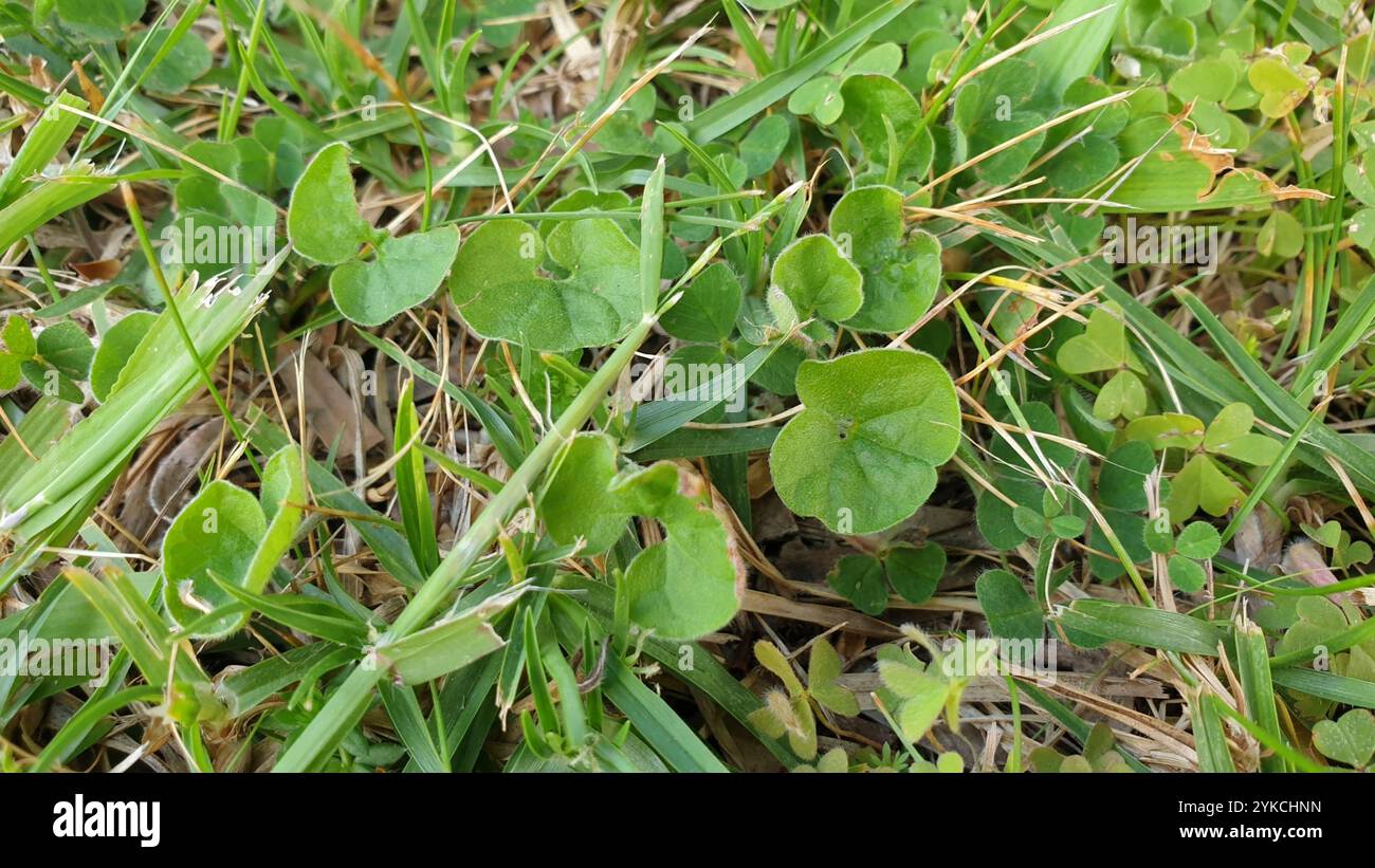 Dichondra repens hi-res stock photography and images - Alamy