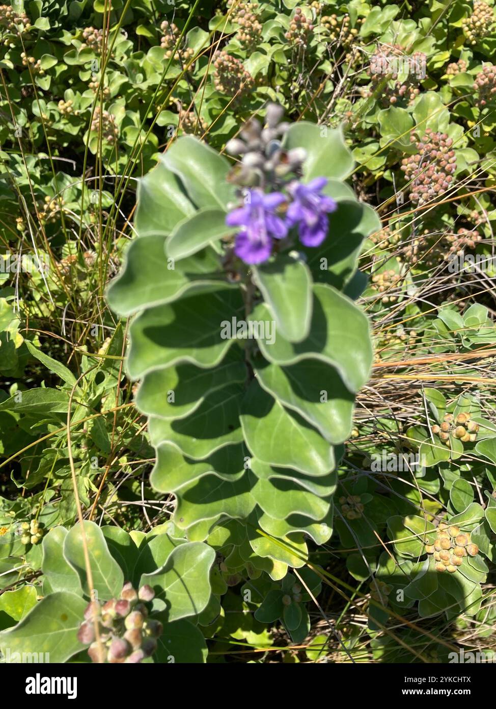 Beach Vitex (Vitex rotundifolia Stock Photo - Alamy