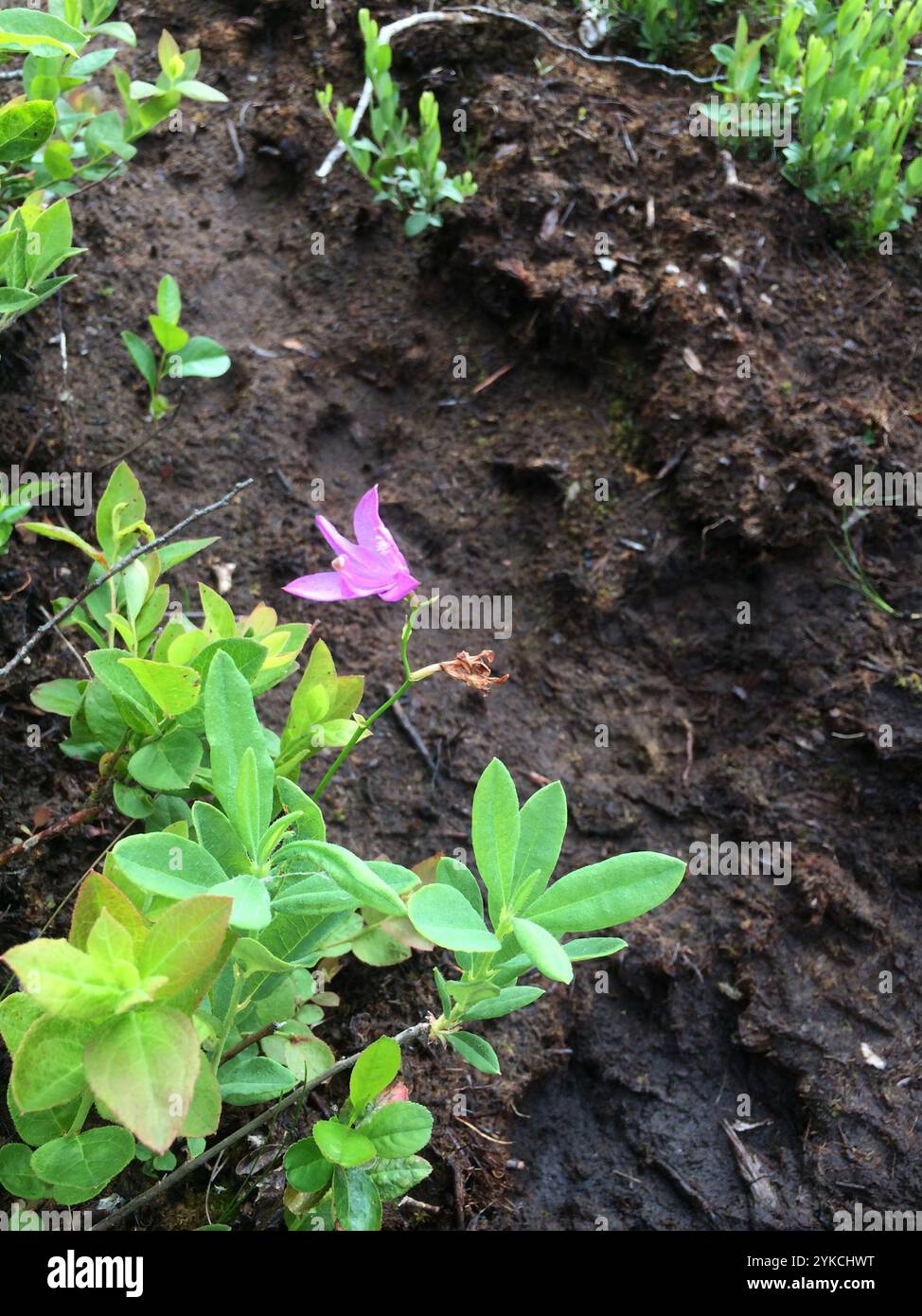 common tuberous grasspink (Calopogon tuberosus tuberosus Stock Photo ...