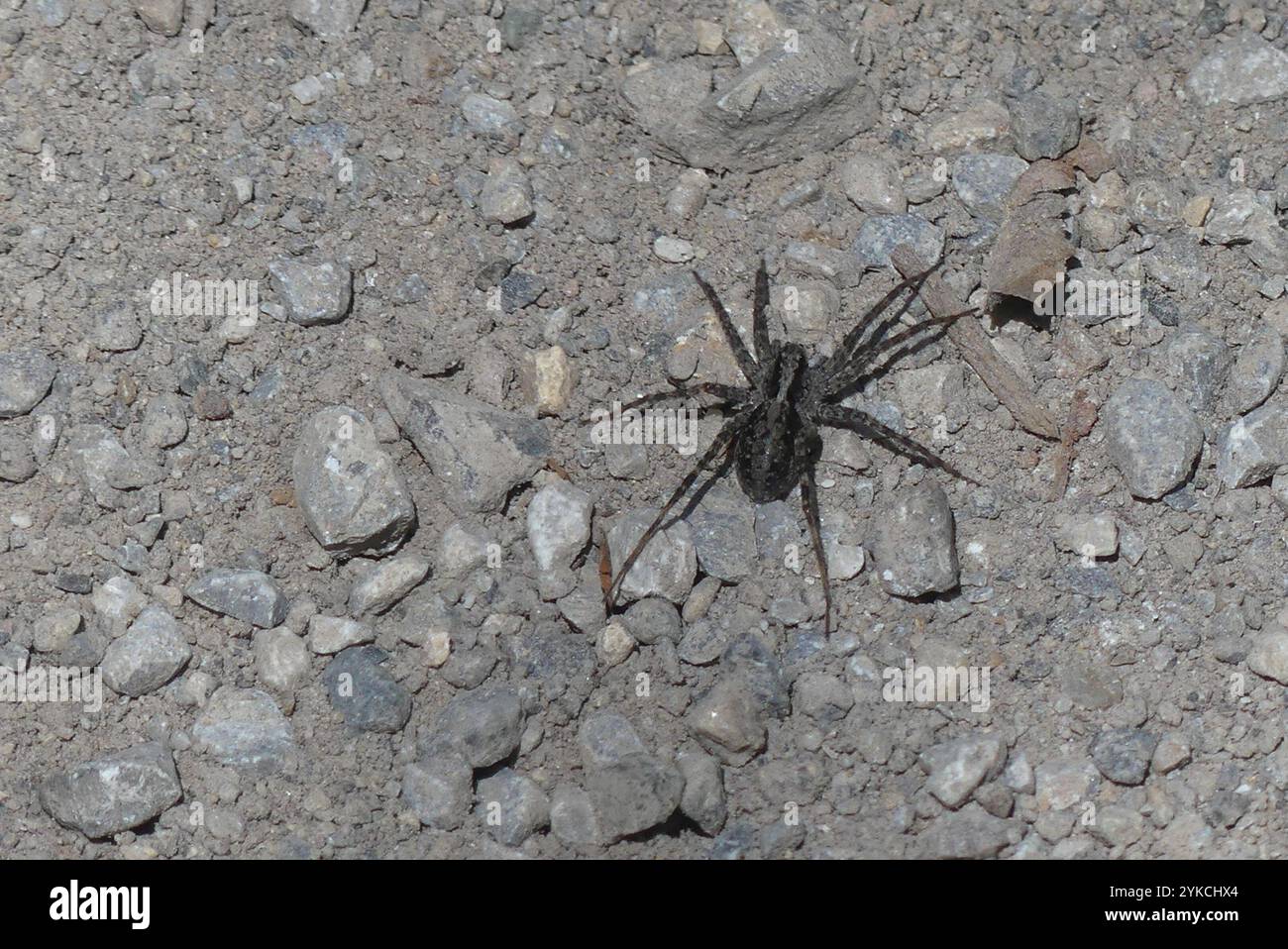 Thin-legged Wolf Spiders (Pardosa Stock Photo - Alamy