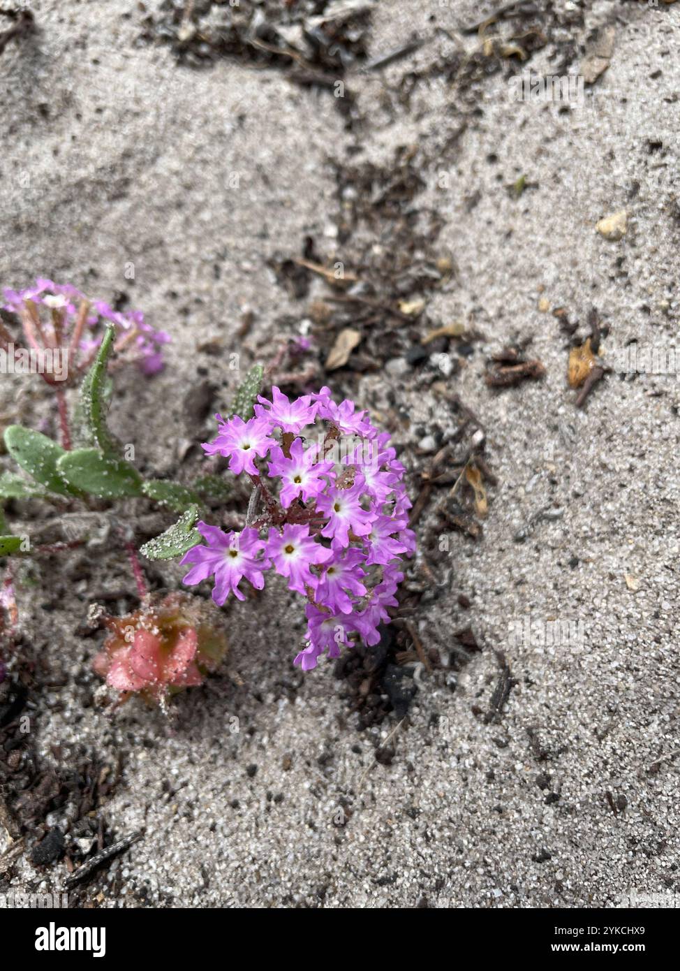Pink Sand Verbena (Abronia umbellata Stock Photo - Alamy