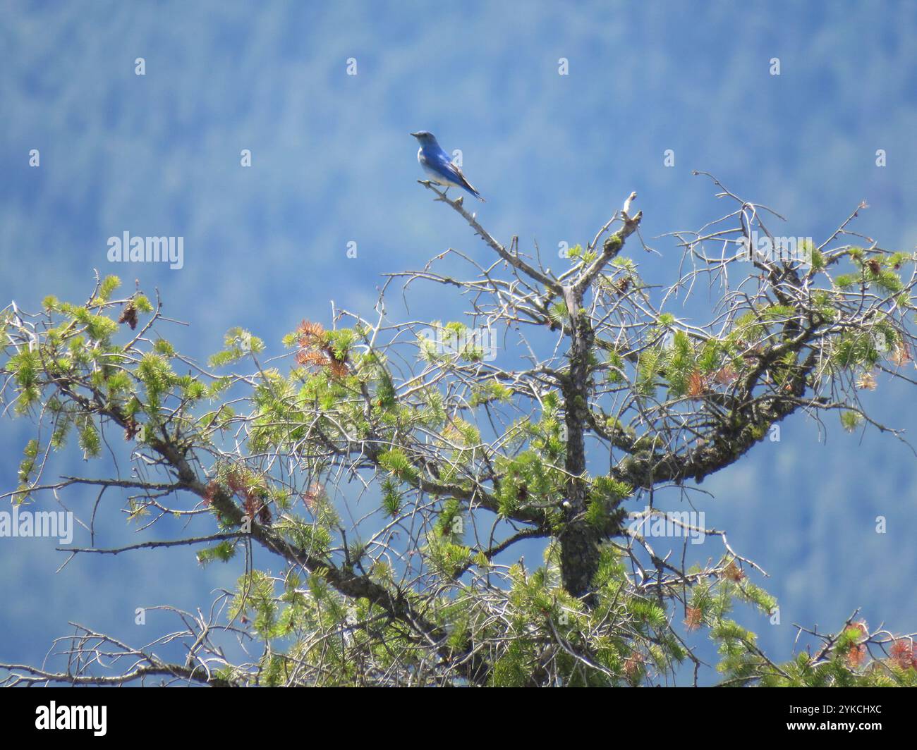 Mountain Bluebird (Sialia currucoides Stock Photo - Alamy