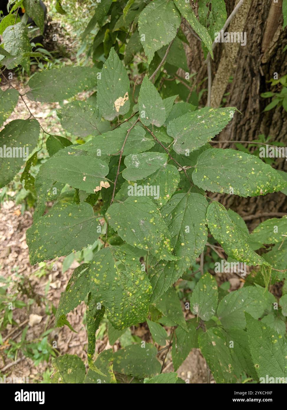 Hackberry Blister Gall Psyllid (Pachypsylla celtidisvesicula Stock ...