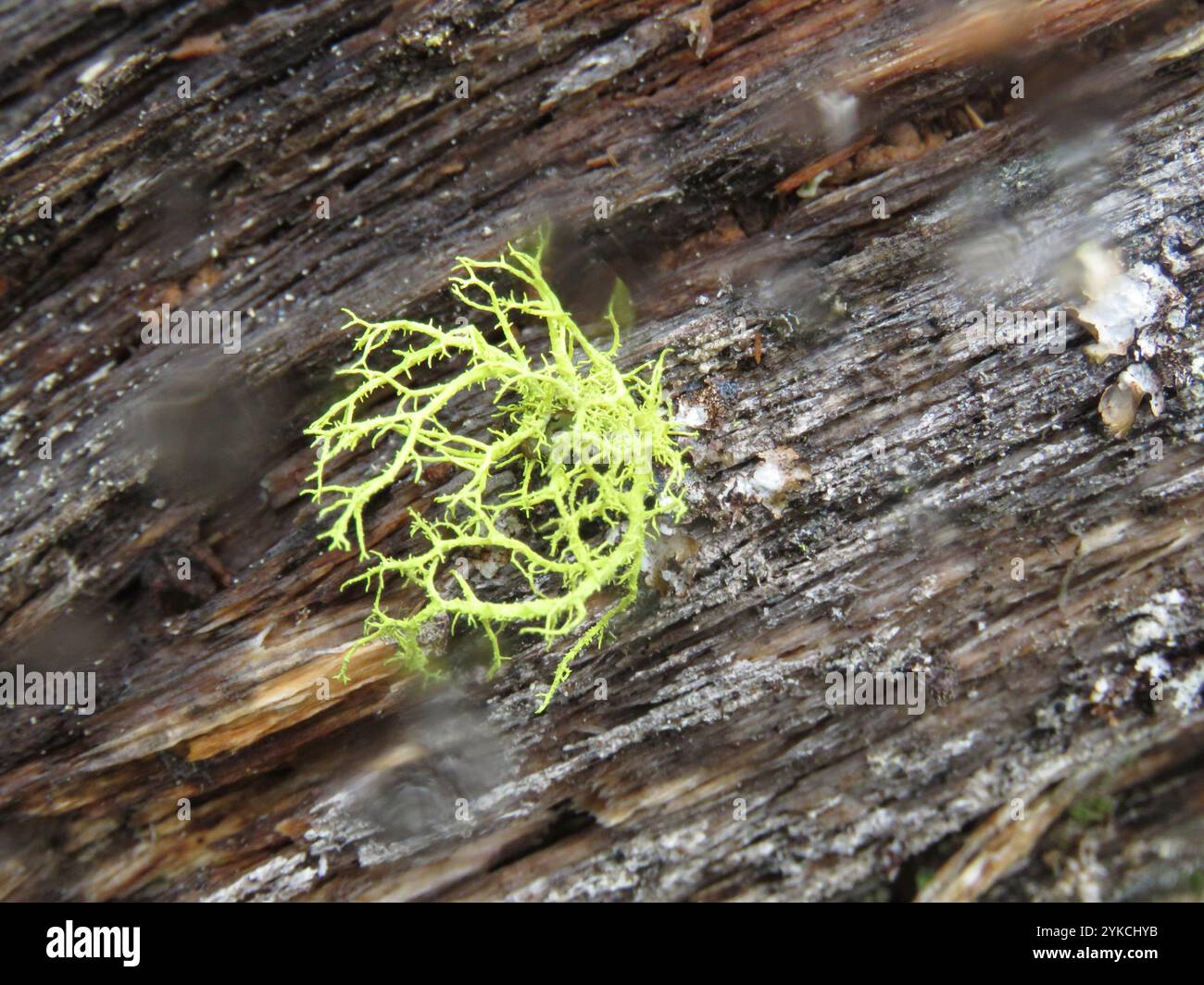 wolf lichen (Letharia vulpina Stock Photo - Alamy