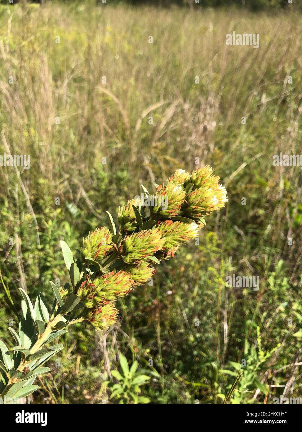 round-headed bush clover (Lespedeza capitata Stock Photo - Alamy