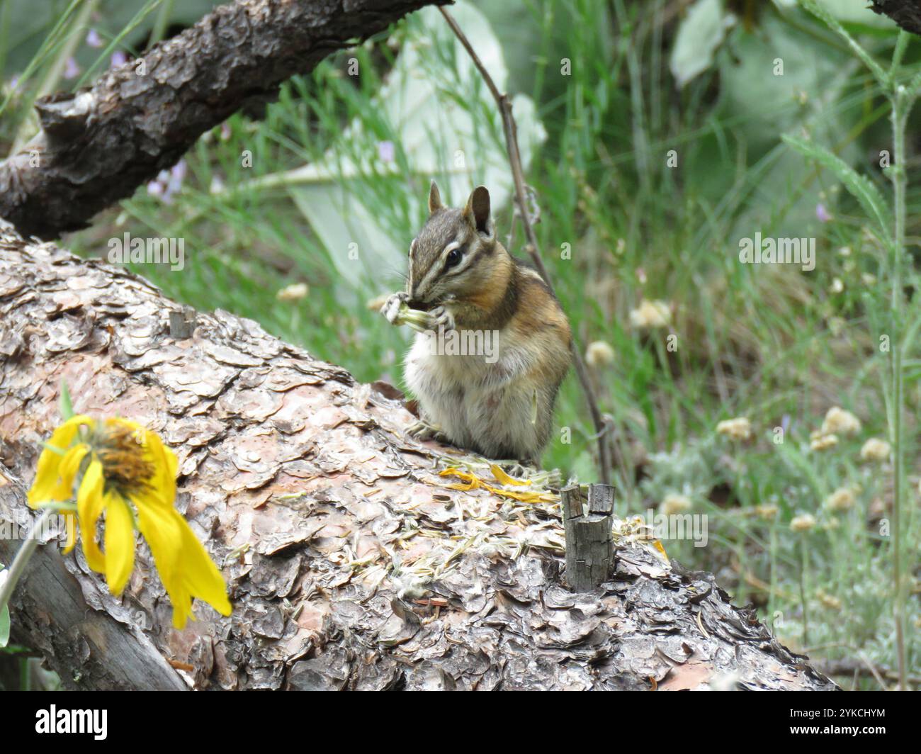 Western Chipmunks (Neotamias Stock Photo - Alamy