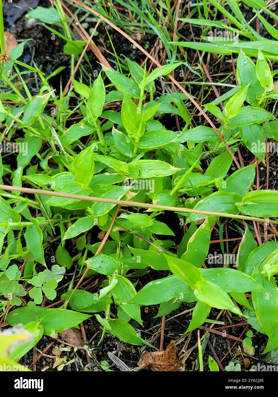 small carpetgrass (Arthraxon hispidus Stock Photo - Alamy