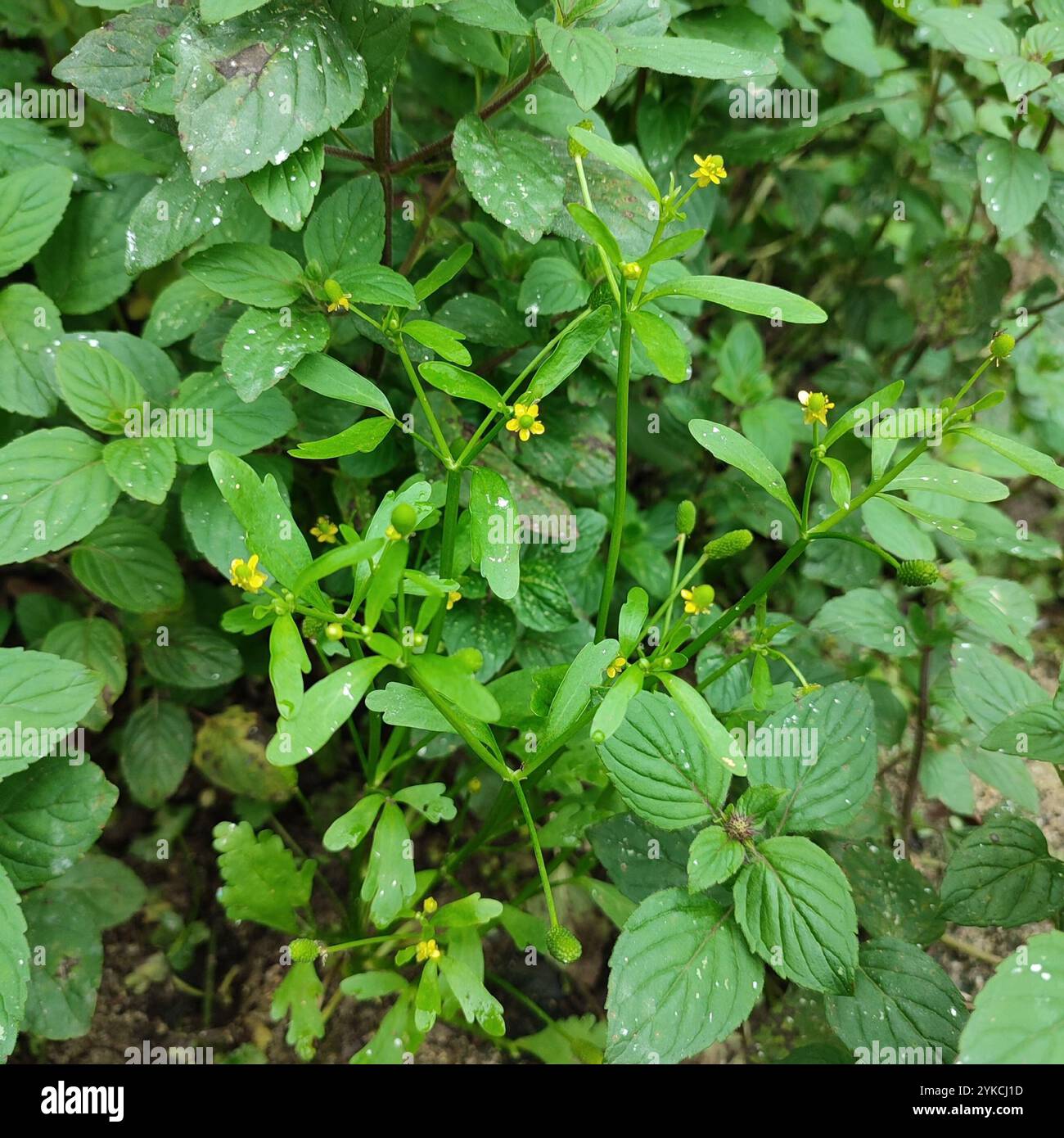 cursed crowfoot (Ranunculus sceleratus Stock Photo - Alamy