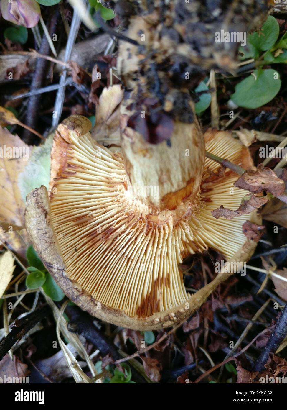 Brown Roll-Rim (Paxillus involutus Stock Photo - Alamy