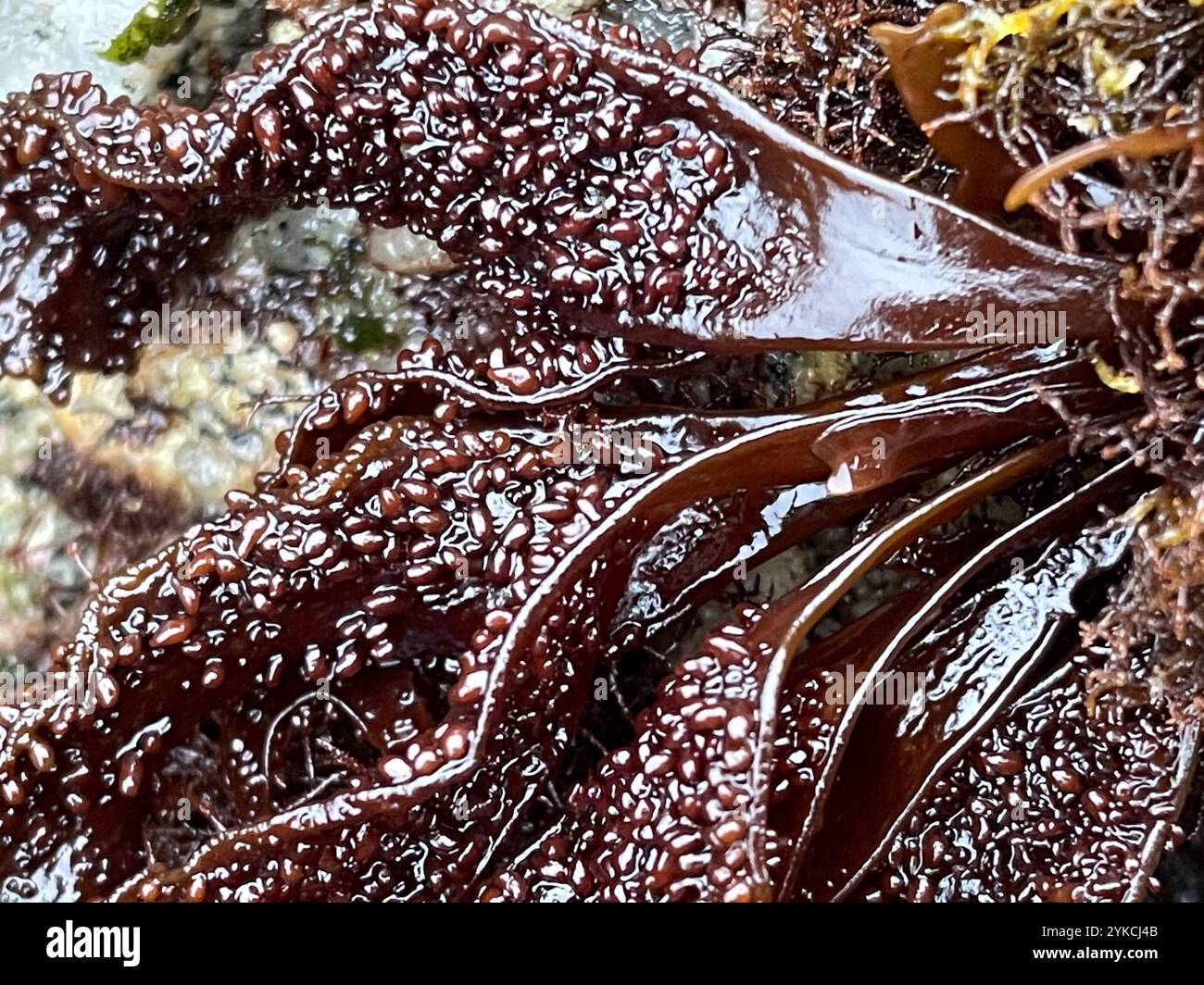 Turkish washcloth (Mastocarpus papillatus Stock Photo - Alamy