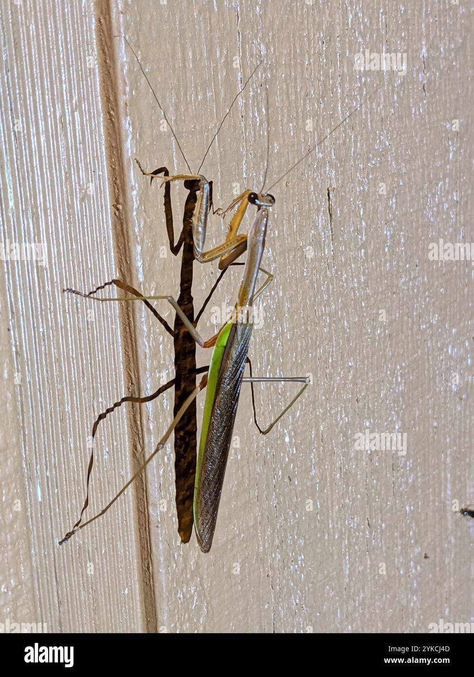 Chinese Mantis (Tenodera sinensis Stock Photo - Alamy