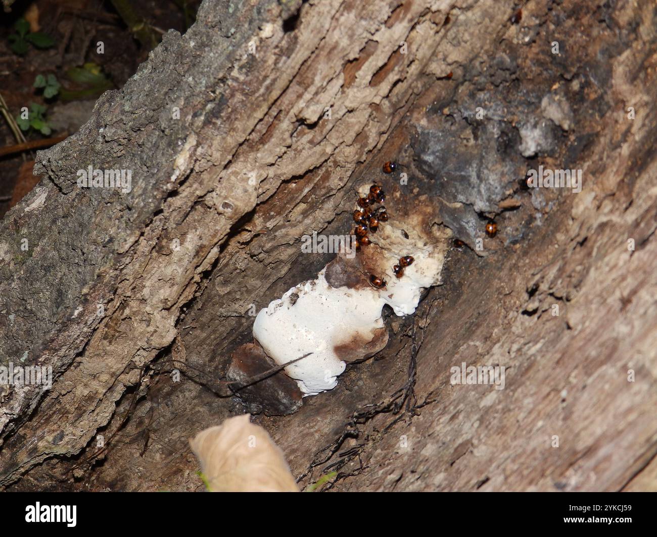 Diaperis maculata hi-res stock photography and images - Alamy