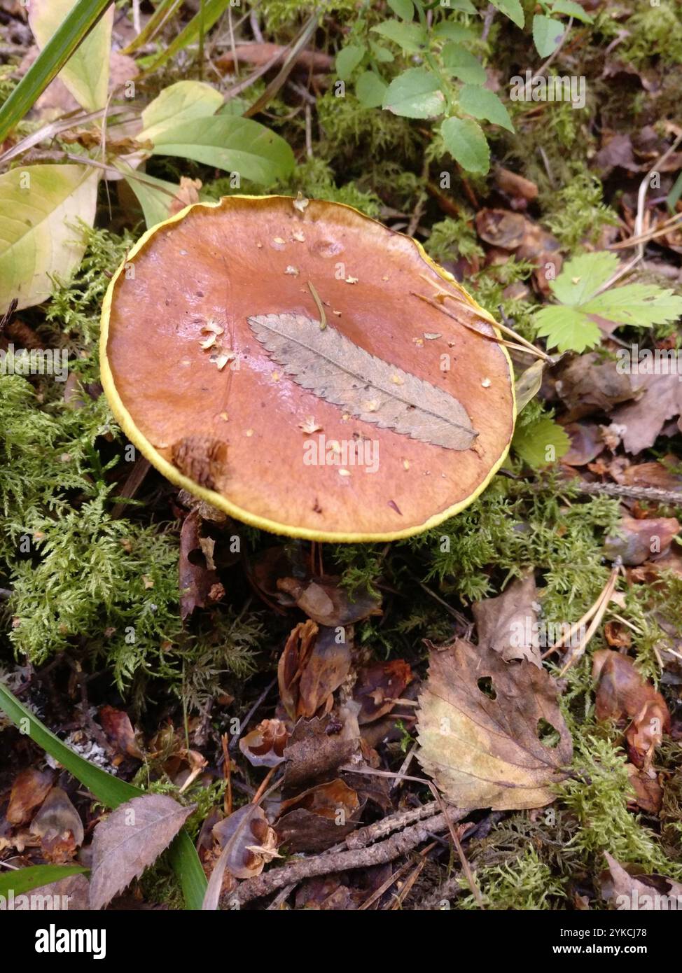 Purple-veiled Slippery Jack (Suillus luteus Stock Photo - Alamy