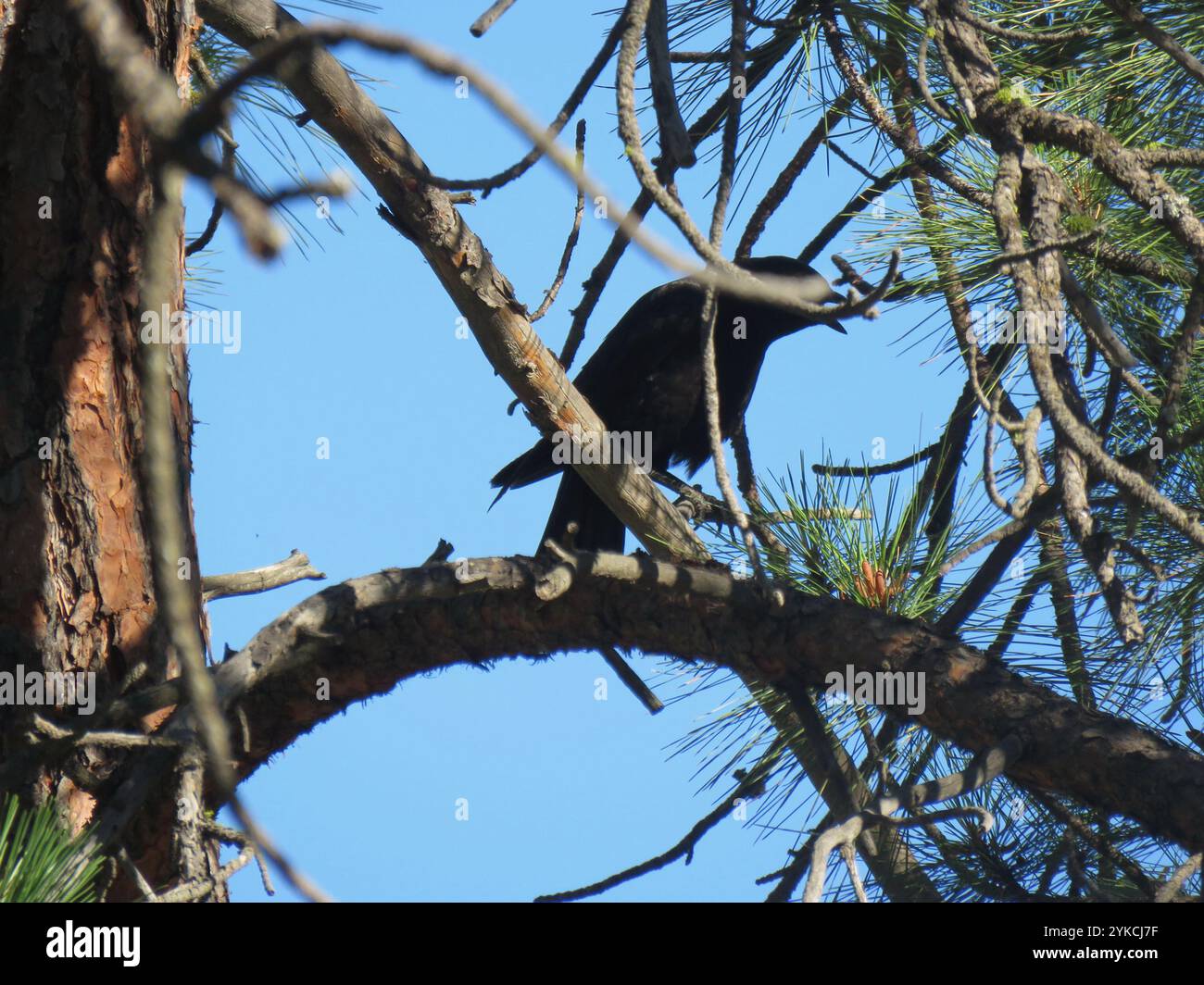 American Crow (Corvus brachyrhynchos Stock Photo - Alamy