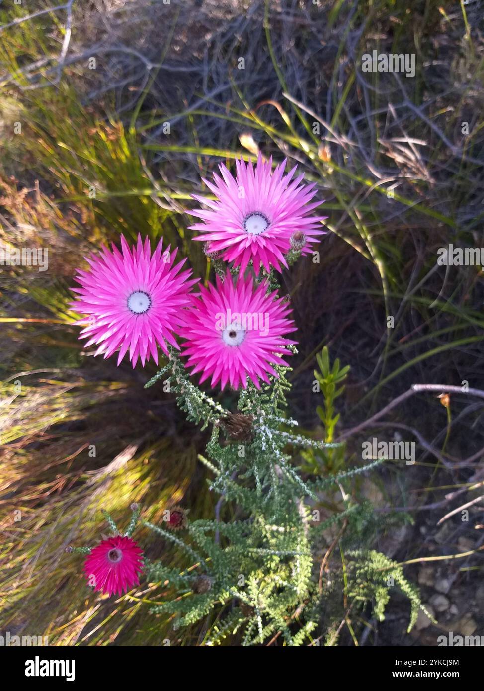 Cape everlasting (Phaenocoma prolifera Stock Photo - Alamy