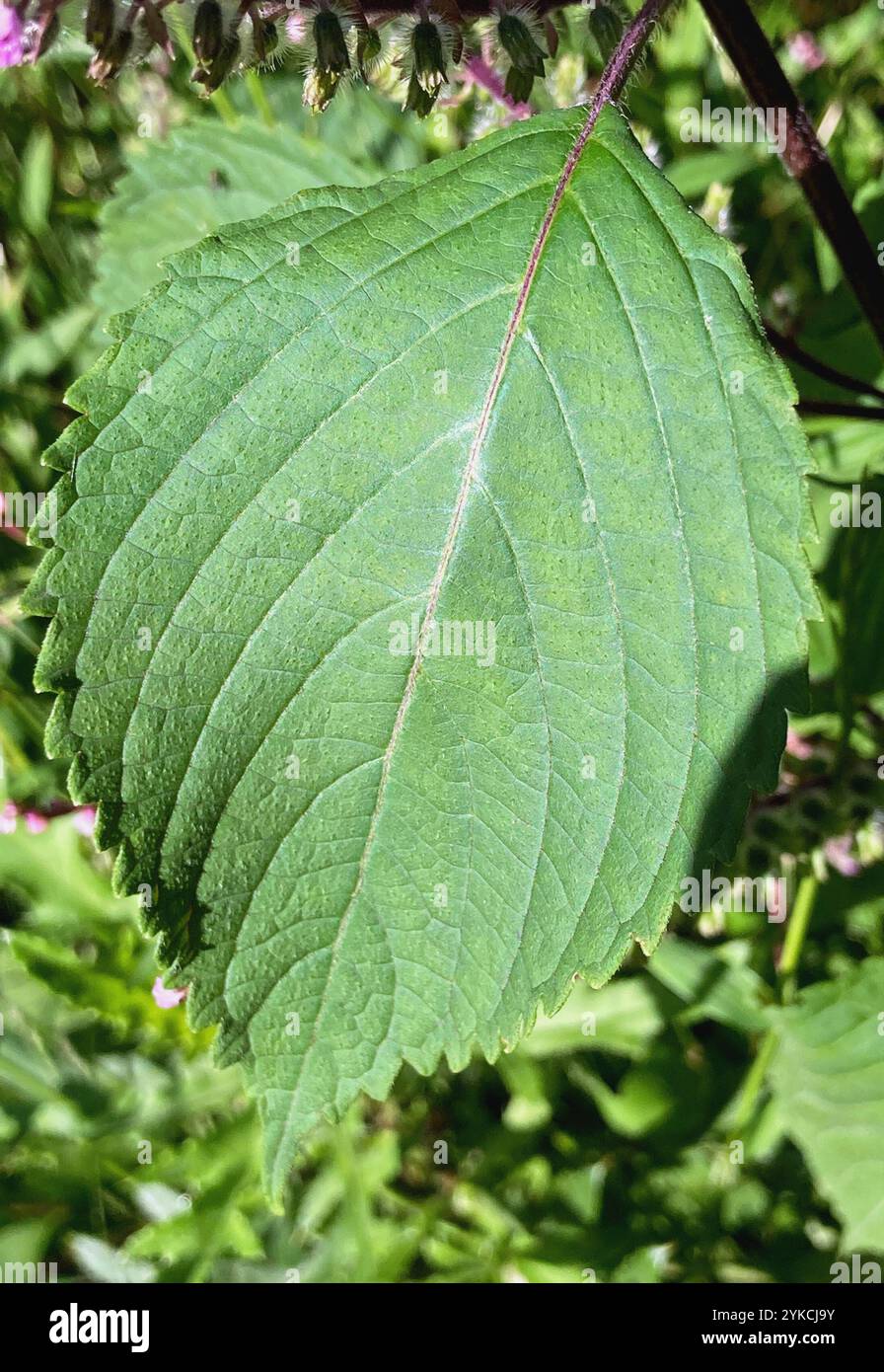 beefsteak plant (Perilla frutescens Stock Photo - Alamy