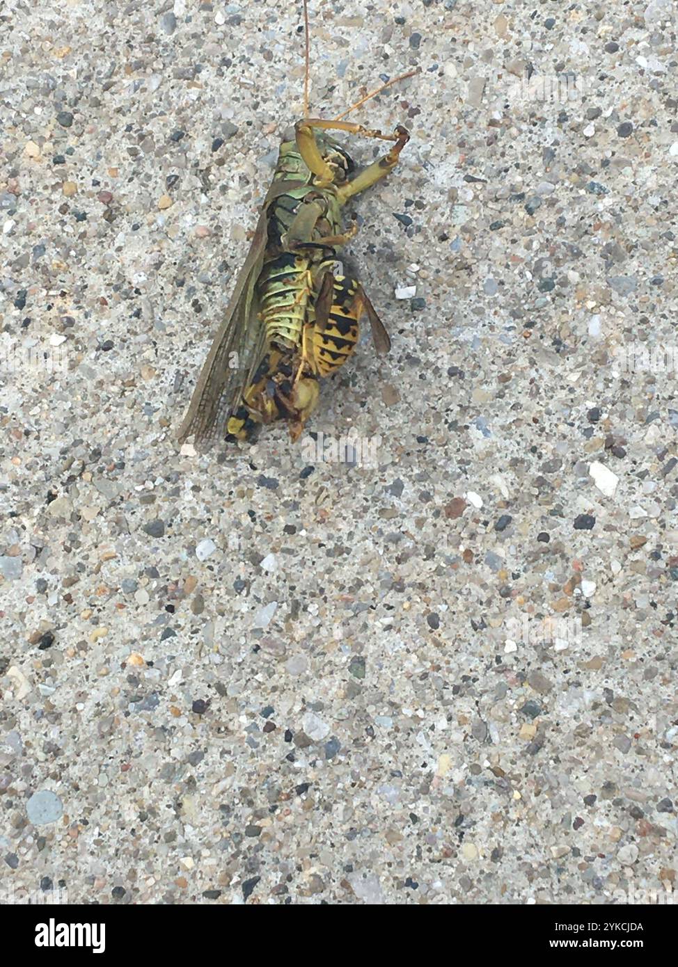 German Yellowjacket (Vespula germanica Stock Photo - Alamy