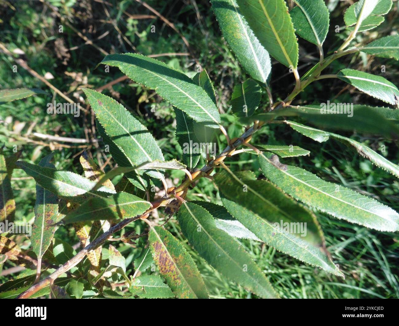 Almond Willow (Salix triandra Stock Photo - Alamy
