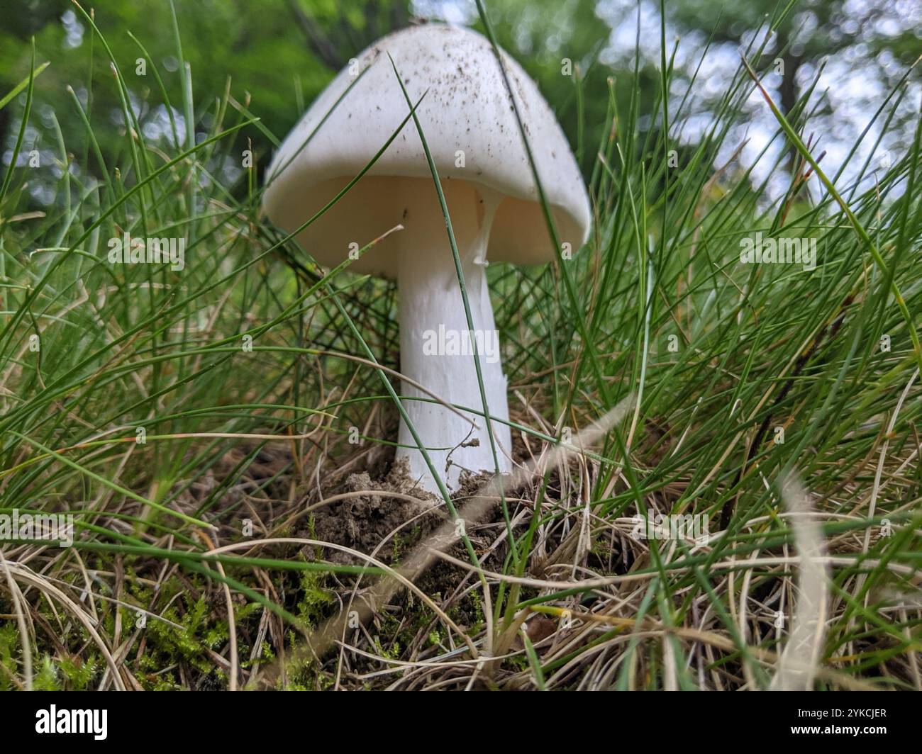 Phalloideae hi-res stock photography and images - Alamy