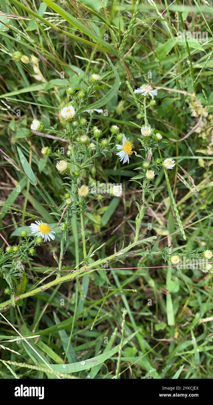 hairy white oldfield aster (Symphyotrichum pilosum Stock Photo - Alamy