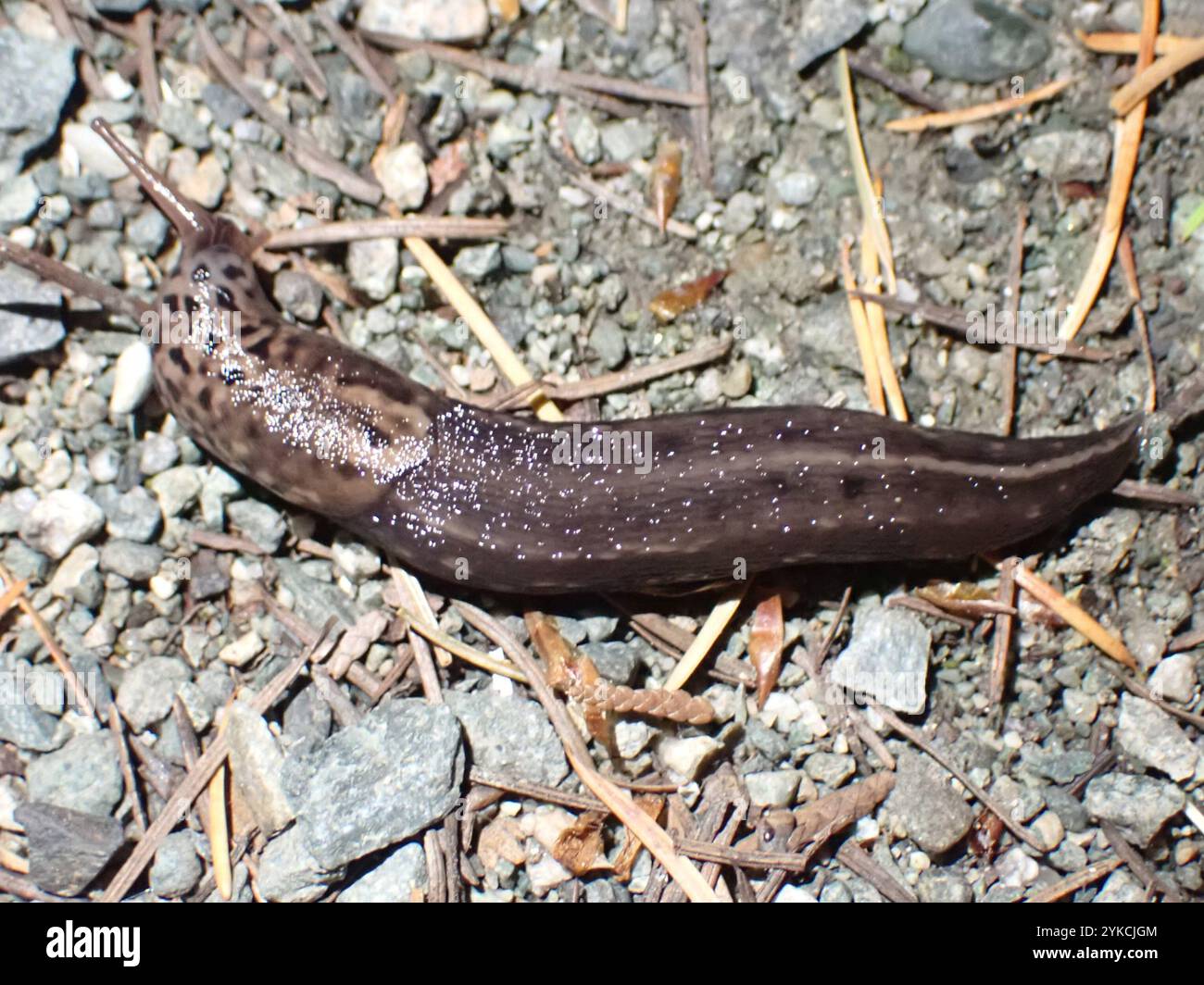 Leopard Slug (Limax maximus Stock Photo - Alamy