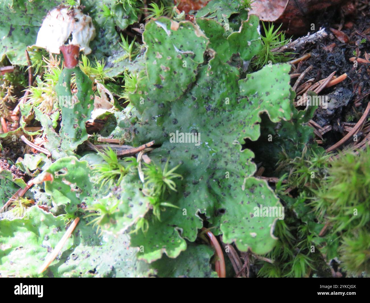 freckled pelt lichen (Peltigera aphthosa Stock Photo - Alamy