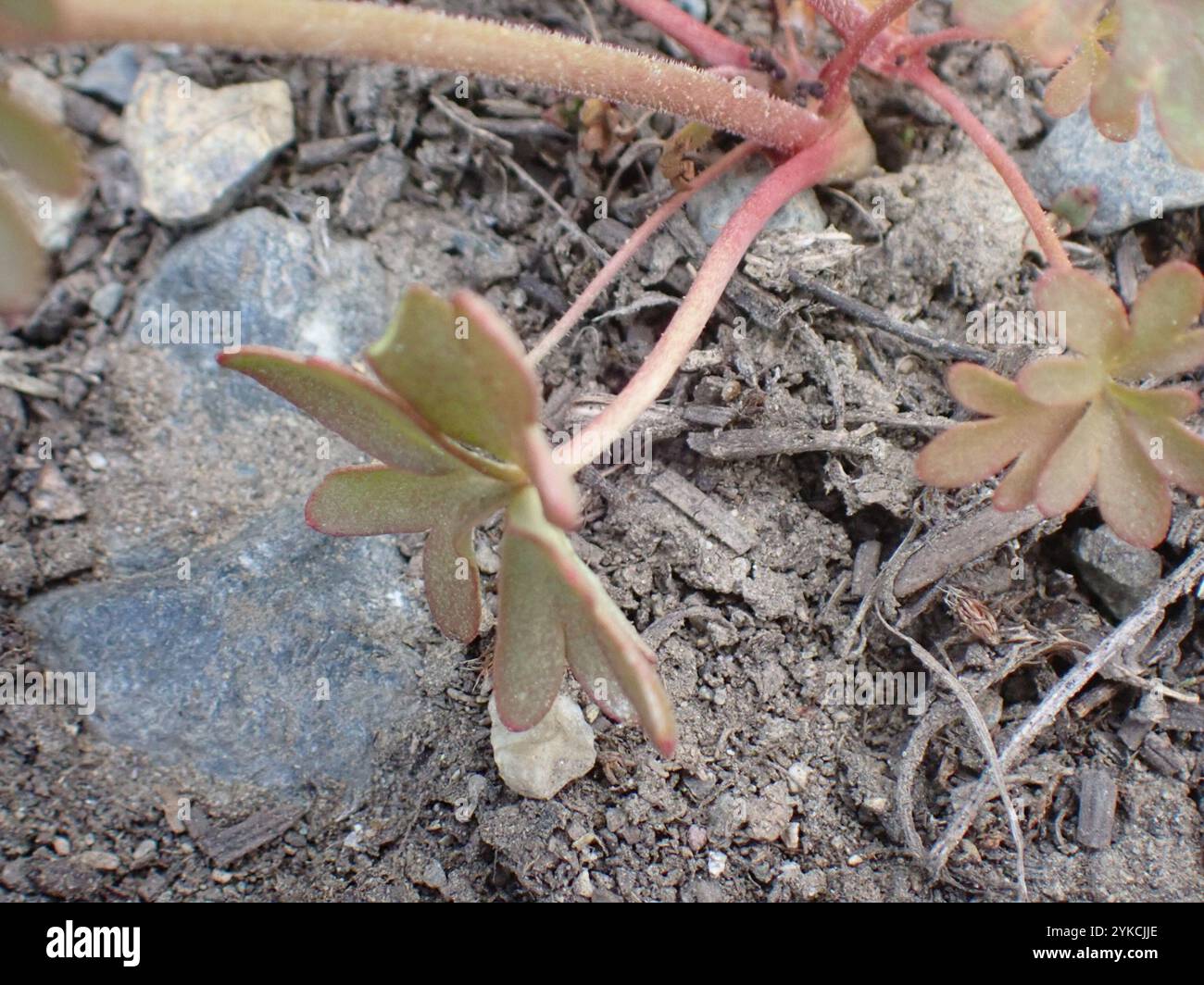 Bulbous woodland star (Lithophragma glabrum Stock Photo - Alamy