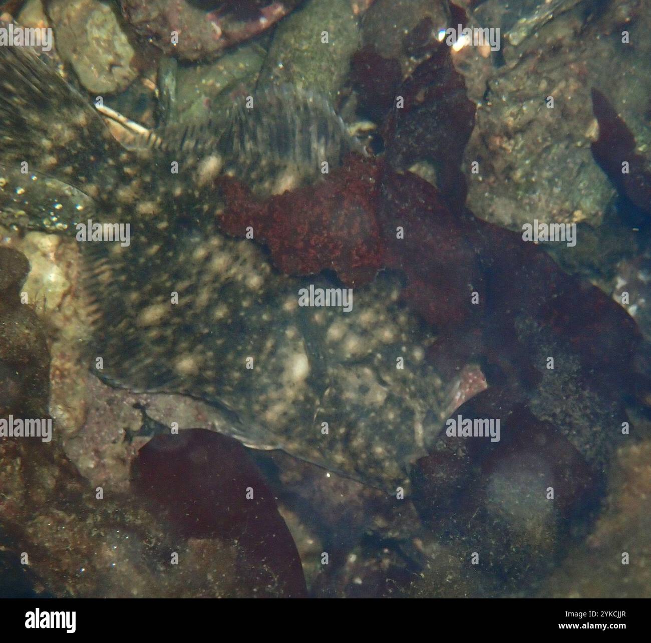 European Flounder (Platichthys flesus Stock Photo - Alamy