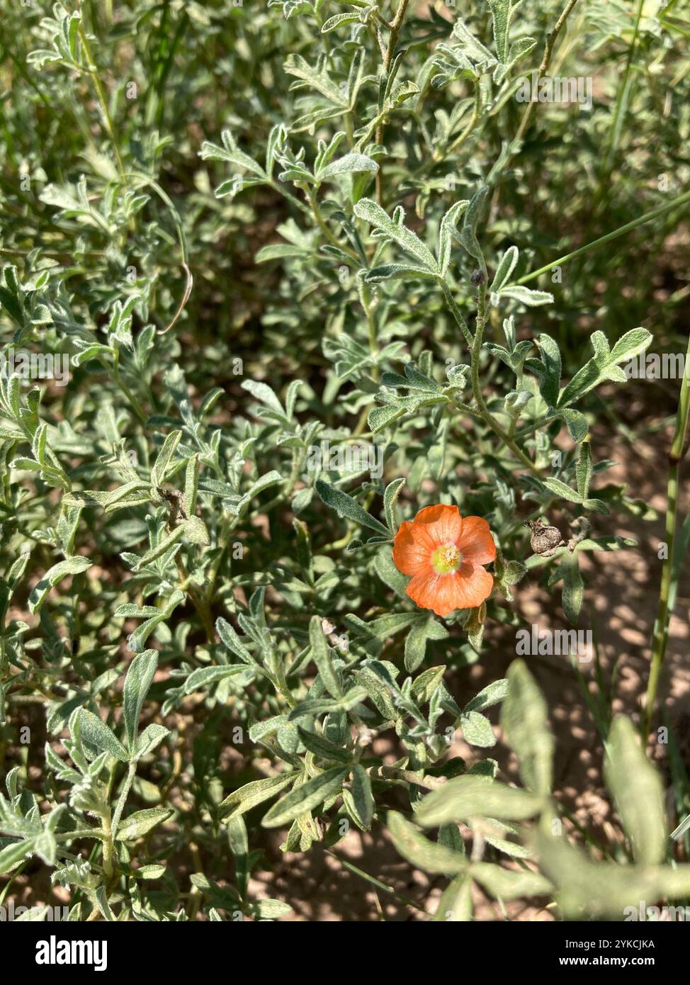 Scarlet Globemallow (Sphaeralcea coccinea Stock Photo - Alamy