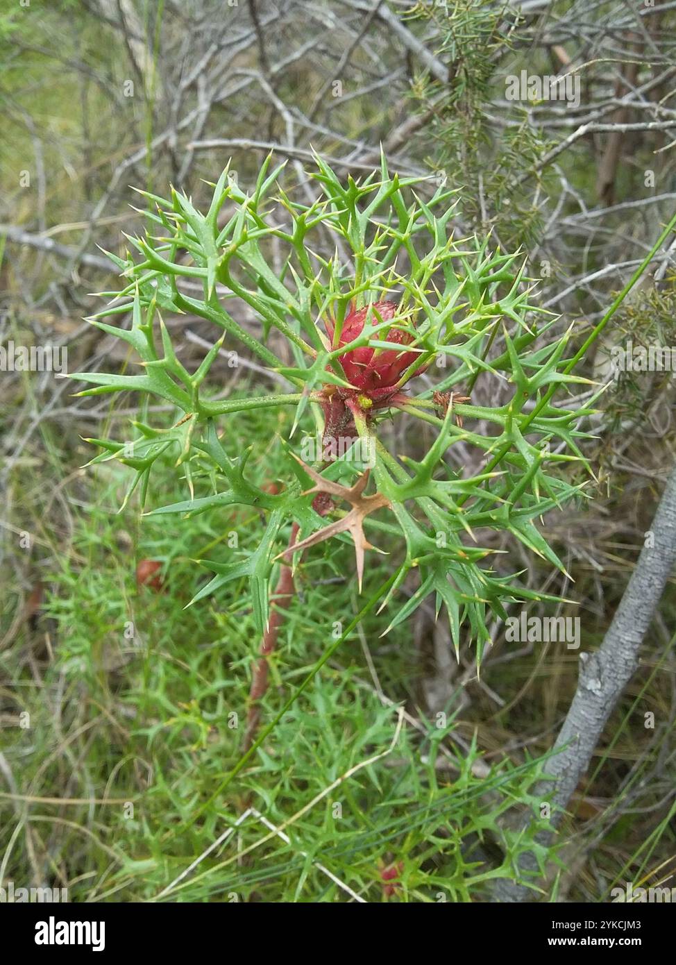 Horny Cone-bush (Isopogon ceratophyllus Stock Photo - Alamy