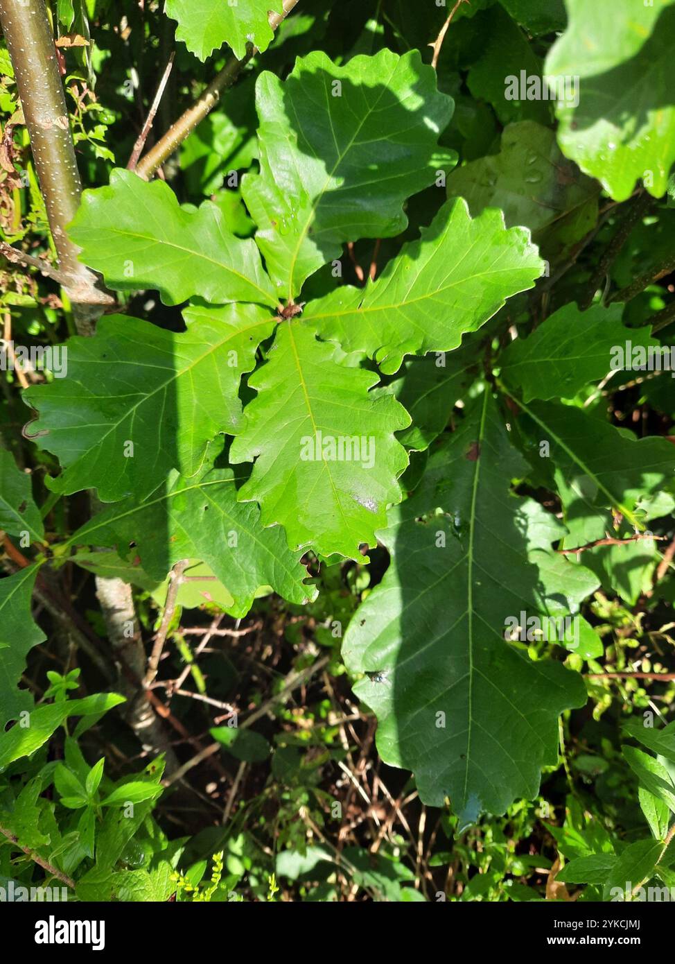 swamp white oak (Quercus bicolor Stock Photo - Alamy
