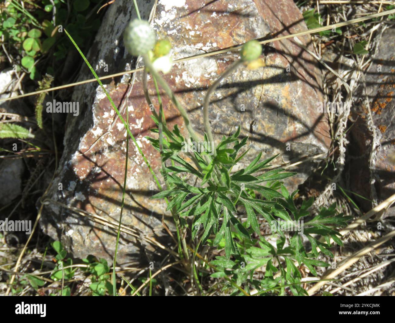 Cutleaf Anemone (Anemone multifida Stock Photo - Alamy